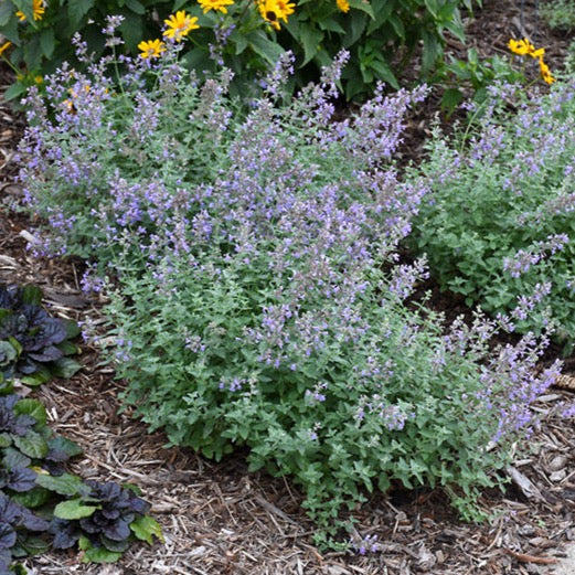 Nepeta faassenii 'Purrsian Blue' (Herbe aux chats ornementale ‘Purrsia – Les Arbres de la Vallée
