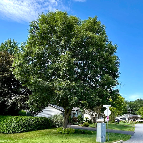 Chêne rouge | Quercus rubra | Red Oak – Les Arbres de la Vallée
