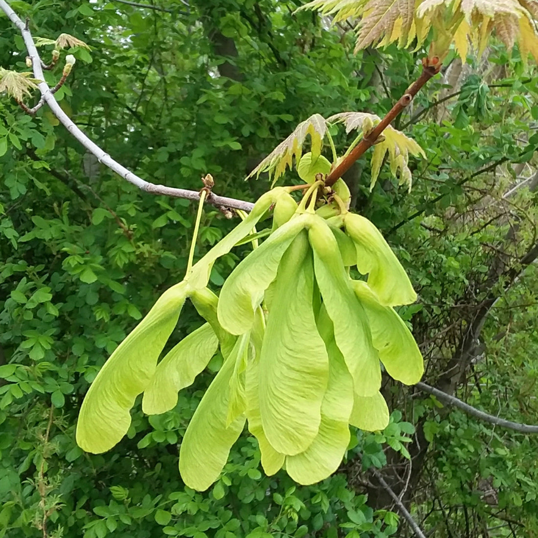 Érable argenté | Acer Saccharinum | Silver Maple – Les Arbres de la Vallée