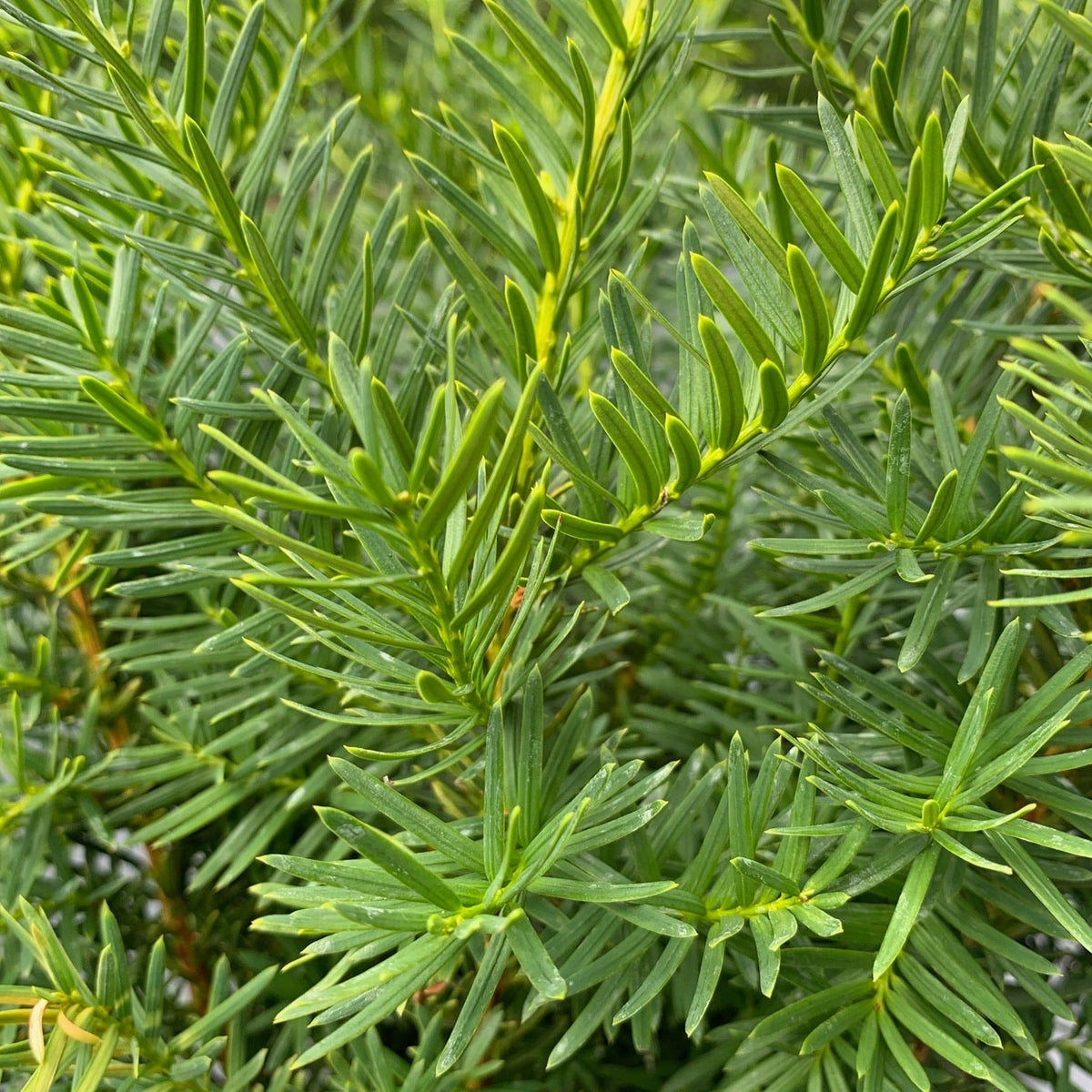 Conifères adaptés au climat québécois | Producteurs locaux & livraison ...