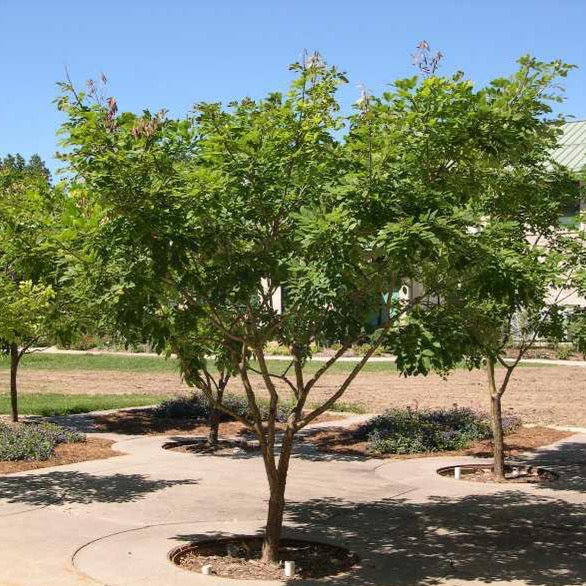 MAACKIA de Chine – Les Arbres de la Vallée