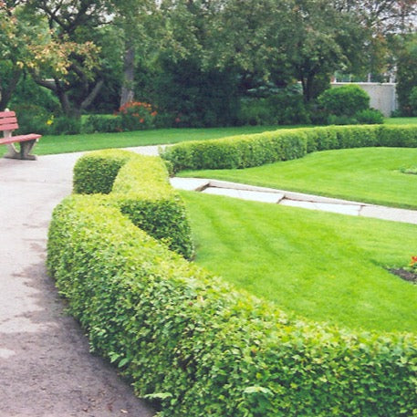 Gadelier 'alpin' – Les Arbres de la Vallée