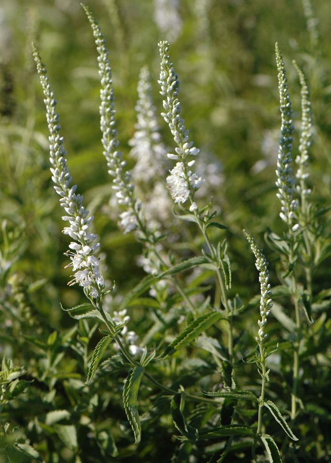 VERONICA longifolia ‘Alba’ – Les arbres de la Vallée