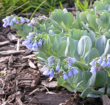 MERTENSIA maritima – Les arbres de la Vallée