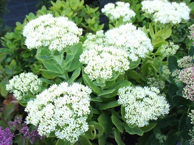 SEDUM spectabile ‘Stardust’ – Les arbres de la Vallée